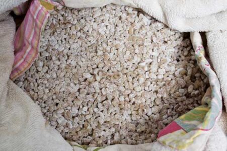 Koji Mold Growing | Fermentation